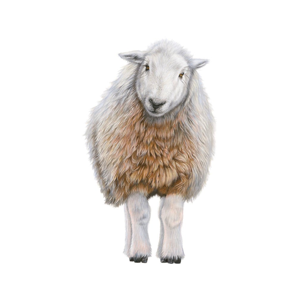 'Heidi' Herdwick Sheep Giclee Print – Rachael Wild Artist