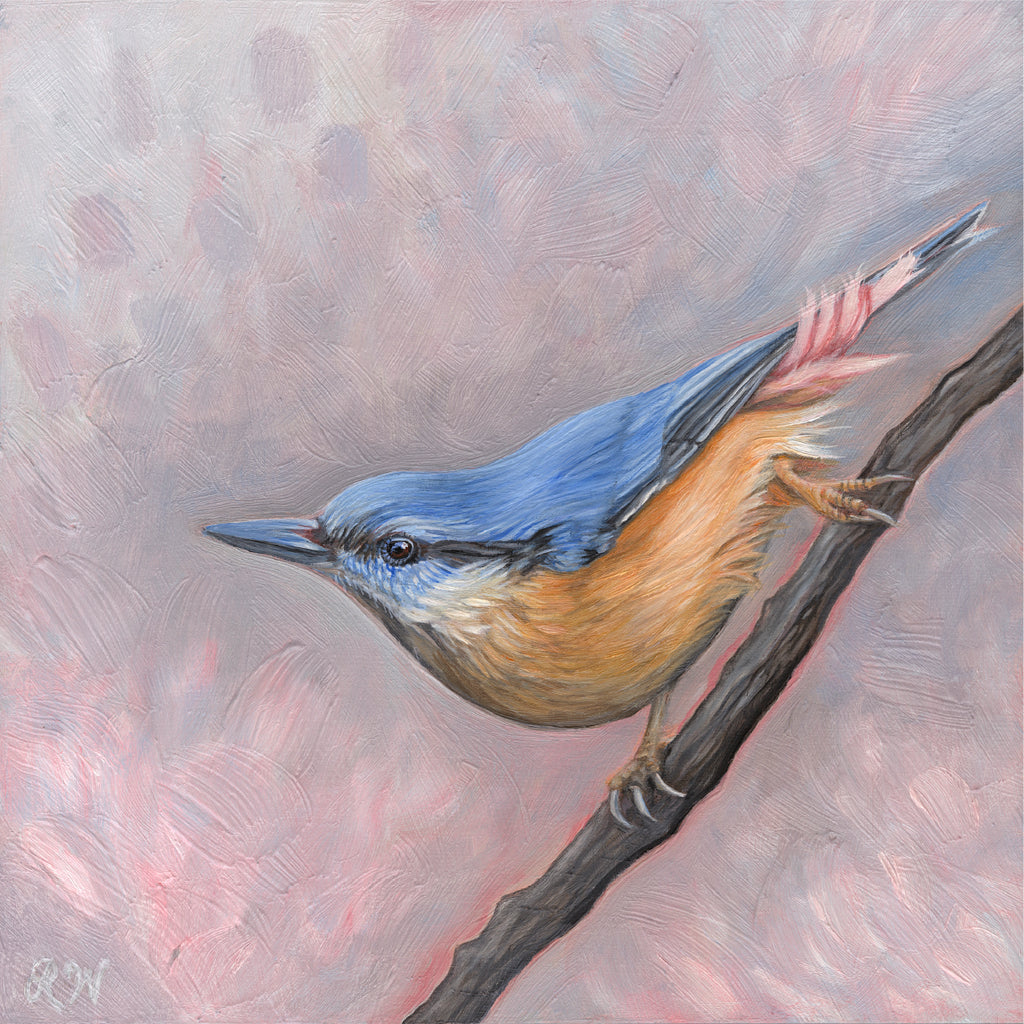 Curious Nuthatch – Rachael Wild Artist
