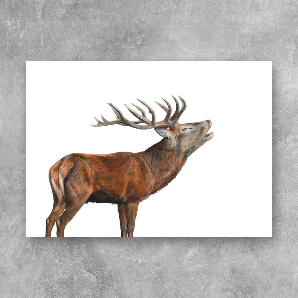'Red Sovereign' Original – Rachael Wild Artist