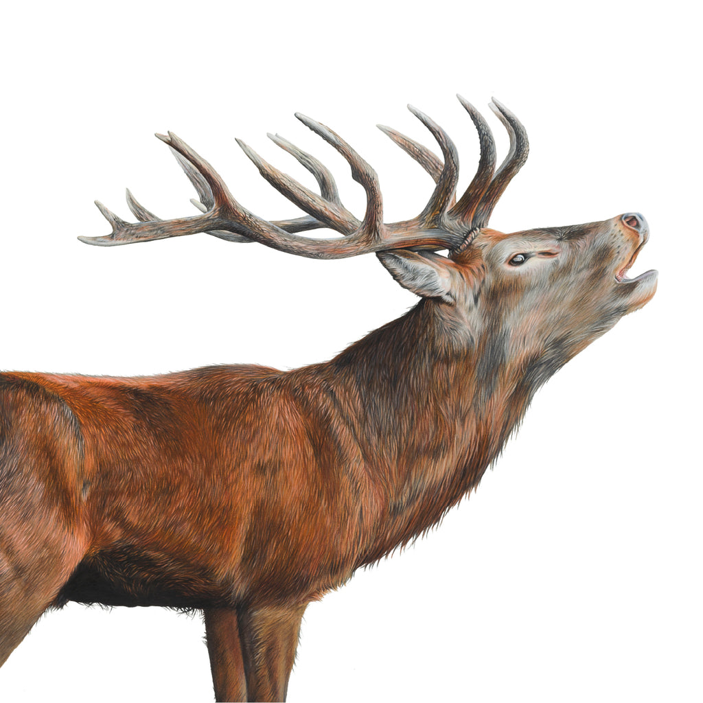 'Red Sovereign' Original – Rachael Wild Artist